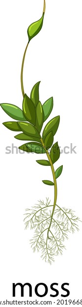 Moss Cartoon Style Isolated On White Stock Vector (Royalty Free ...