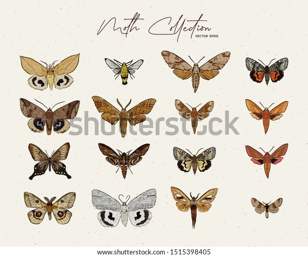 Moth Collection Hand Draw Sketch Vector Stock Vector (Royalty Free ...
