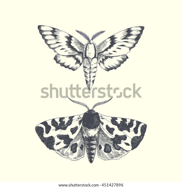Moths Vector Hand Drawn Illustration Butterflies: Stock-Vektorgrafik ...