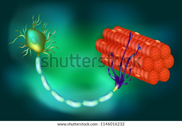 Motor Neuron Function Stock Vector (royalty Free) 1146016232