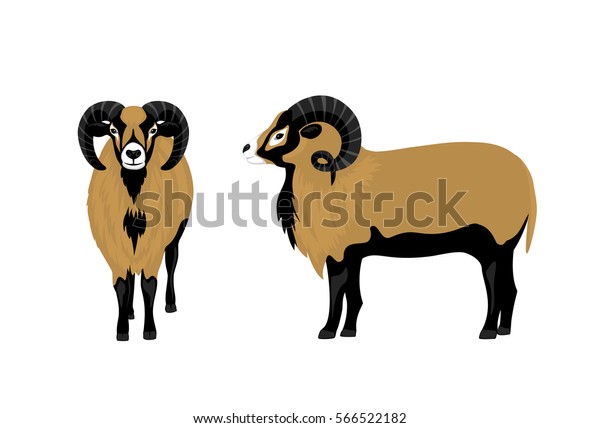 Mouflon Sheep Vector Illustration Side Front: เวกเตอร์สต็อก (ปลอดค่า ...