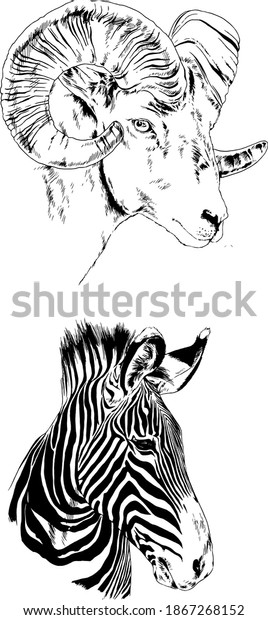 Mountain Sheep Zebra Mane Handdrawn Objects Stock Vector (Royalty Free ...