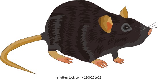 Mouse Animal Vector Illustration Stock Vector (Royalty Free) 1200251602 ...