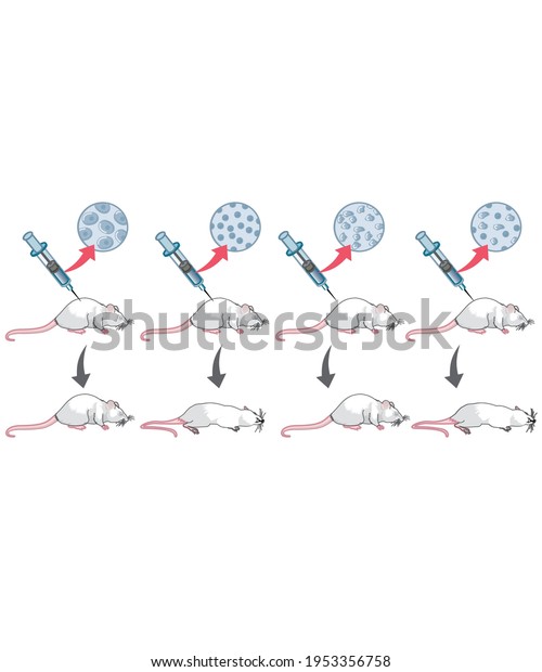 Mouse Injector Experiment Dead Biology Stock Vector (Royalty Free ...