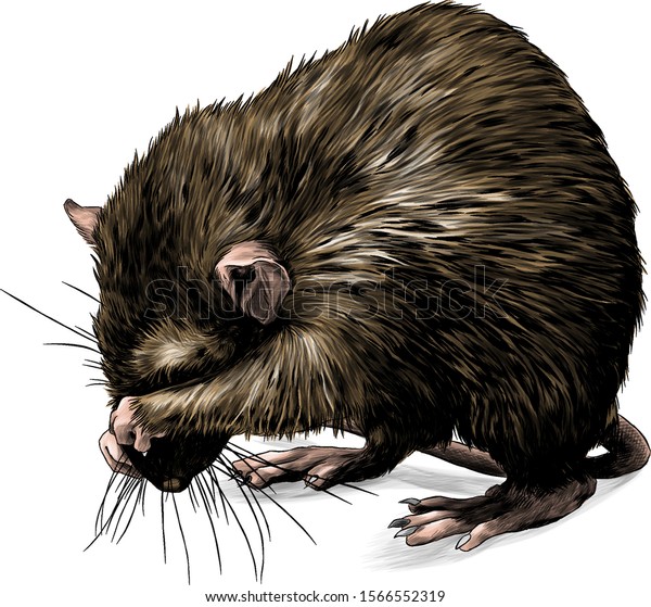 Mouse Stands Tall On Hind Legs Stock Vector (Royalty Free) 1566552319 ...