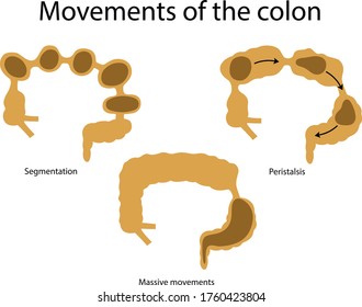 Peristalsis Stock Vectors, Images & Vector Art | Shutterstock