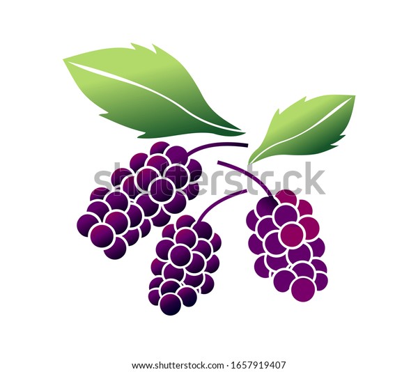 Mulberry Fruit Leaves Vector Isolated On Stock Vector (Royalty Free ...