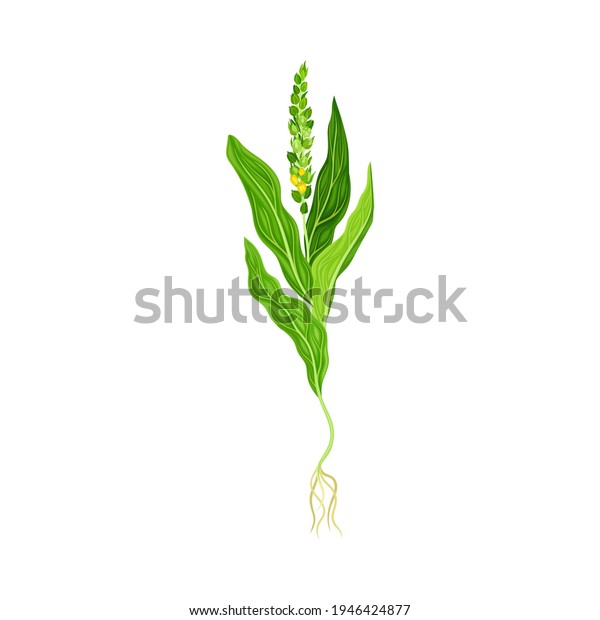 Mullein Roots Dense Rosette Leaves Vector Stock Vector (Royalty Free ...