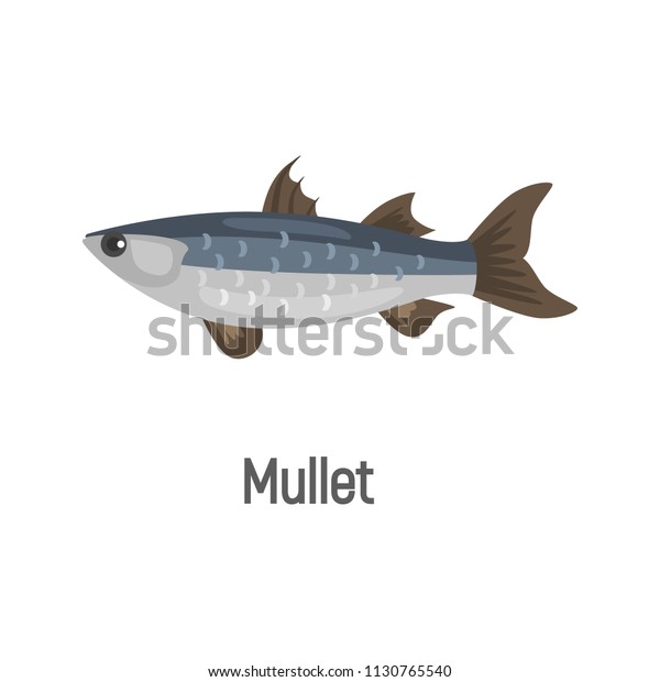 Mullet Fish Color Isolated On White Stock Vector (Royalty Free ...