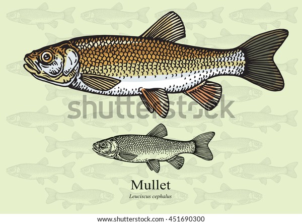 Mullet Fish Vector Illustration Refined Details Stock Vector (Royalty ...