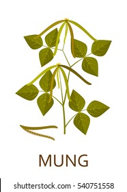108 Moong Flower Images, Stock Photos & Vectors | Shutterstock