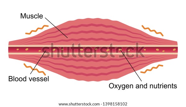 Muscle Becomes Tense Flat Illustration Muscle Stock Vector (Royalty ...