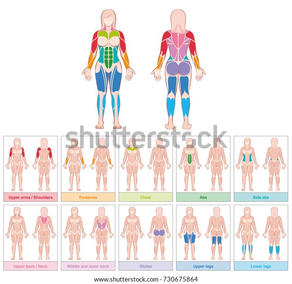 Muscle Groups Female Body Chart Largest: เวกเตอร์สต็อก (ปลอดค่า ...