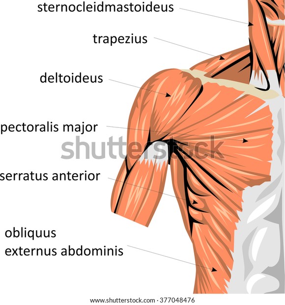 Muscles Arm Anatomy Stock Vector (Royalty Free) 377048476 | Shutterstock