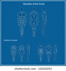 2,003 Front back muscles human body Images, Stock Photos & Vectors ...