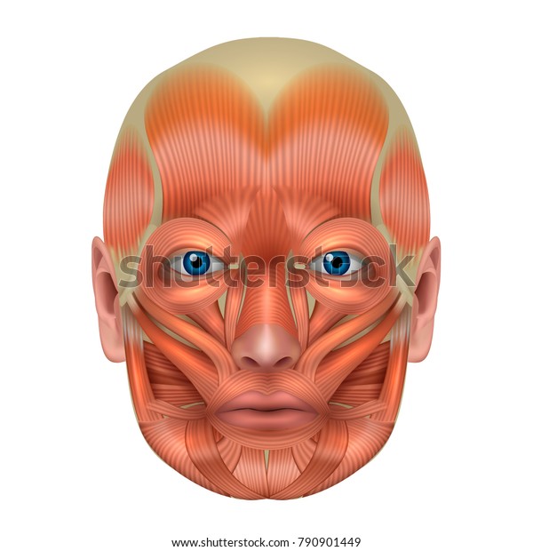 Muscles Face Detailed Bright Anatomy Isolated Stock Vector (Royalty ...