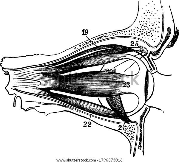 Muscles Right Eyeball Viewed Side Parts Stock Vector (Royalty Free ...