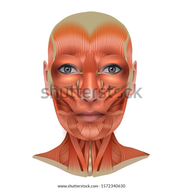 Muscles Structure Female Face Neck Detailed Stock Vector (Royalty Free ...