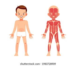 995 Muscular system drawing Images, Stock Photos & Vectors | Shutterstock