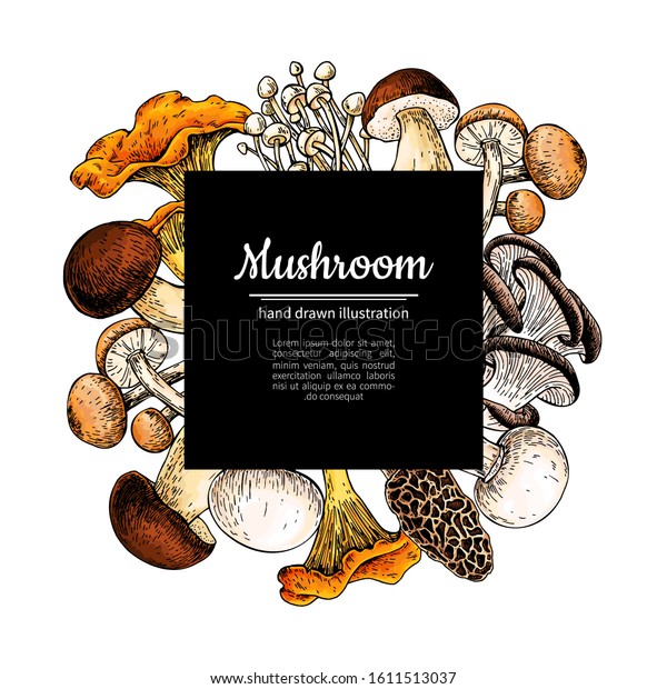 Mushroom Hand Drawn Vector Frame Isolated Stock Vector (Royalty Free ...