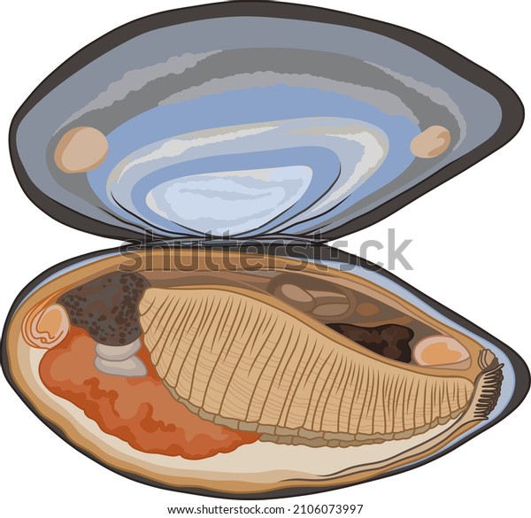 Mussel Anatomy Colored Vector Illustration Isolated: เวกเตอร์สต็อก ...