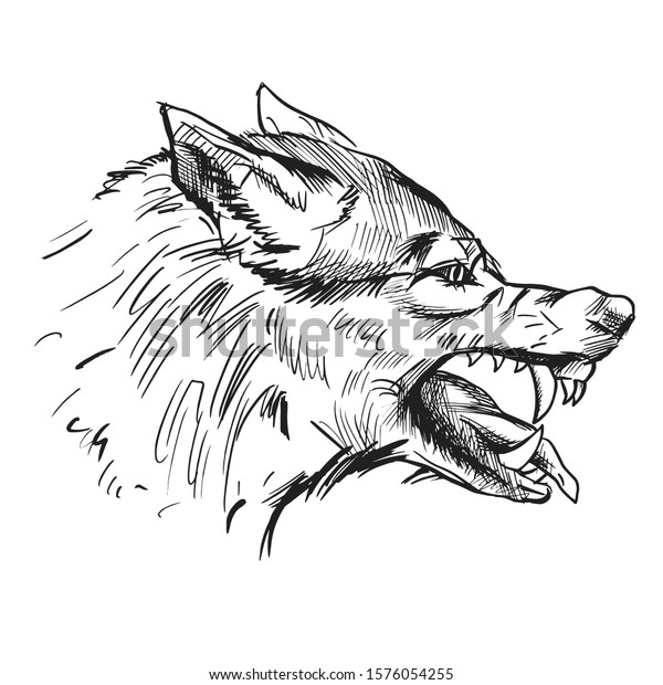 Muzzle Wolf Wildlife Hand Drawn Vector Stock Vector (Royalty Free ...