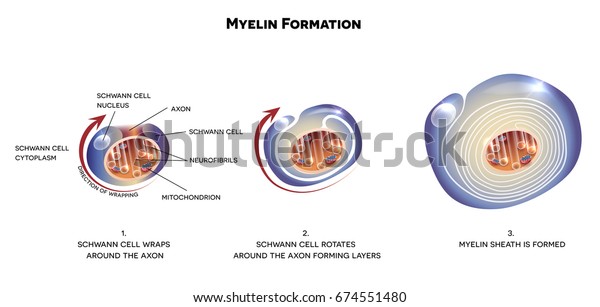 Myelin Sheath Formation Neuron Stock Vector (Royalty Free) 674551480 ...