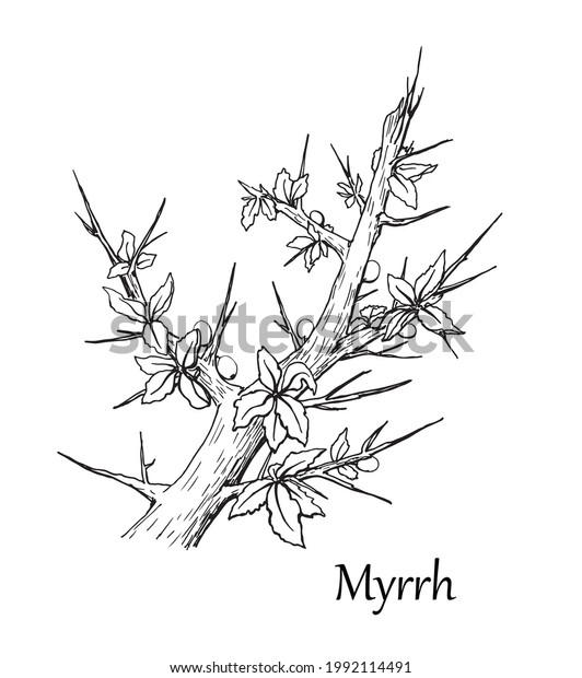 Myrrh Branch Vector Illustration Hand Drawn Stock Vector (Royalty Free ...