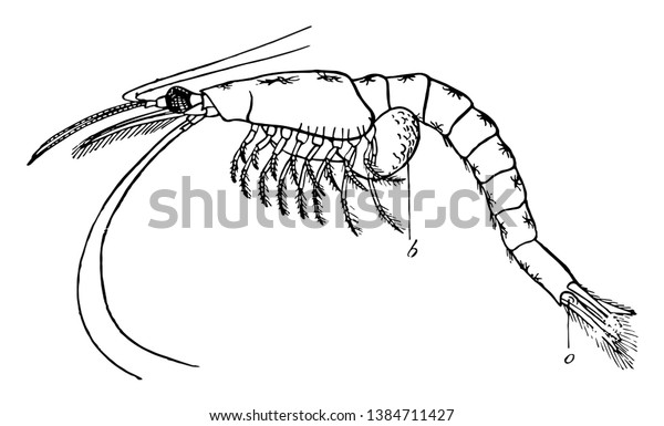 Mysis Flexuosa Where Brood Pouch Borne Stock Vector (Royalty Free ...