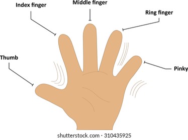 Names Fingers Stock Vector (Royalty Free) 310435925 | Shutterstock