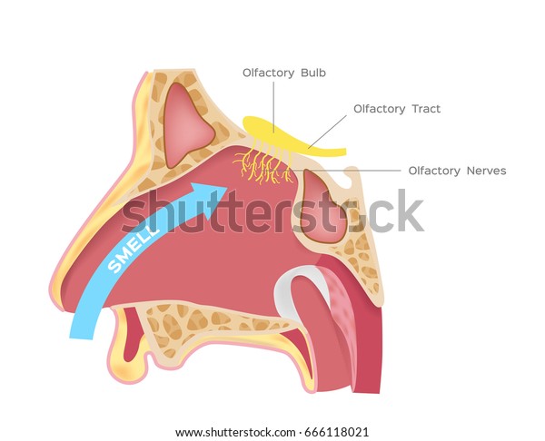 133 Olfactory Nerve Stock Vectors, Images & Vector Art | Shutterstock