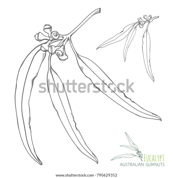 Natural Gumnuts Leaves Handdrawn Vector Illustration Stock Vector ...