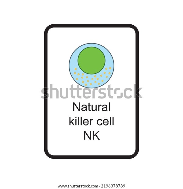 Natural Killer Nk Cell Cellular Schematic Stock Vector (Royalty Free ...