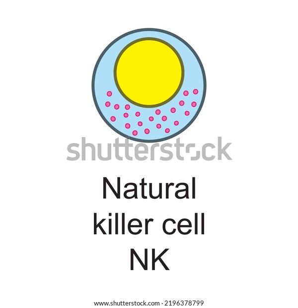 Natural Killer Nk Cell Cellular Schematic Stock Vector (Royalty Free ...