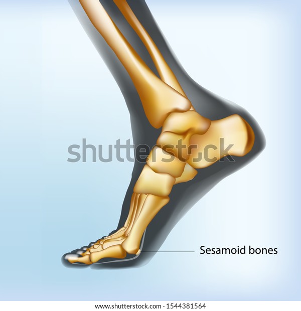 Naturalistic Visualization Sesamoid Bones Foot Stock Vector (Royalty ...