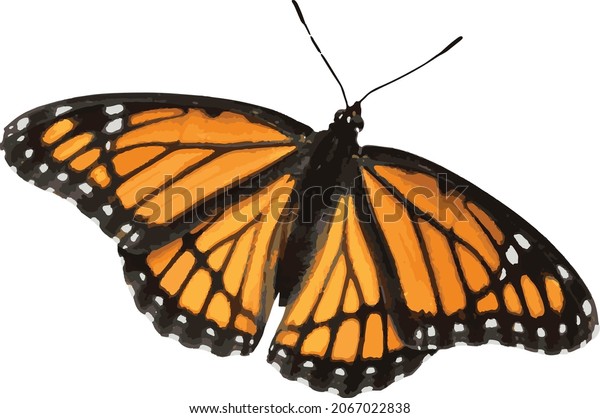 Nature Vector Image Monarch Mimic Viceroy Stock Vector (Royalty Free ...