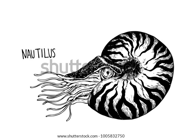 Nautilus Hand Draw On White Background Stock Vector (Royalty Free ...
