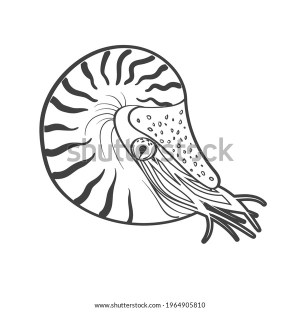 Nautilus Line Art Style Vector Illustration Stock Vector (Royalty Free ...