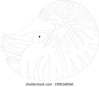 Nautilus Outline Isolated On White Background Stock Vector (Royalty ...