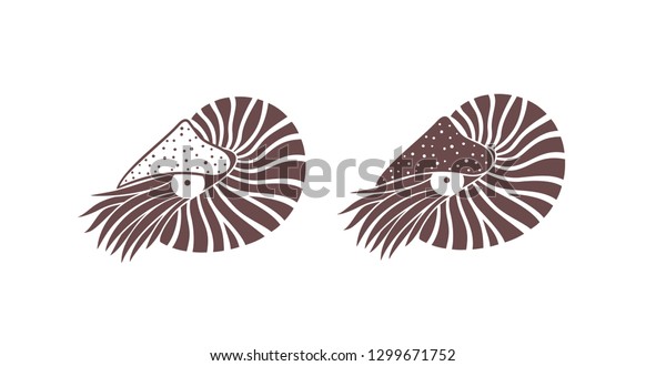 Nautilus Shell Isolated Nautilus On White Stock Vector (Royalty Free ...