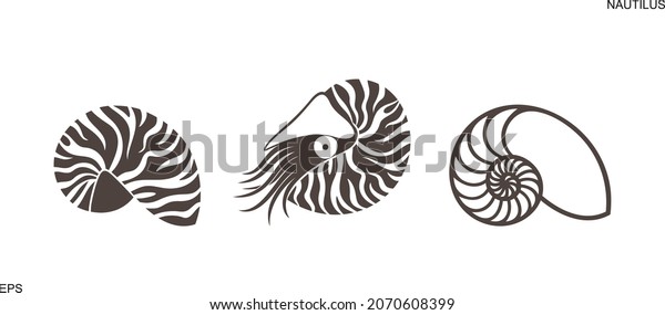 Nautilus Shell Isolated Nautilus On White Stock Vector (Royalty Free ...