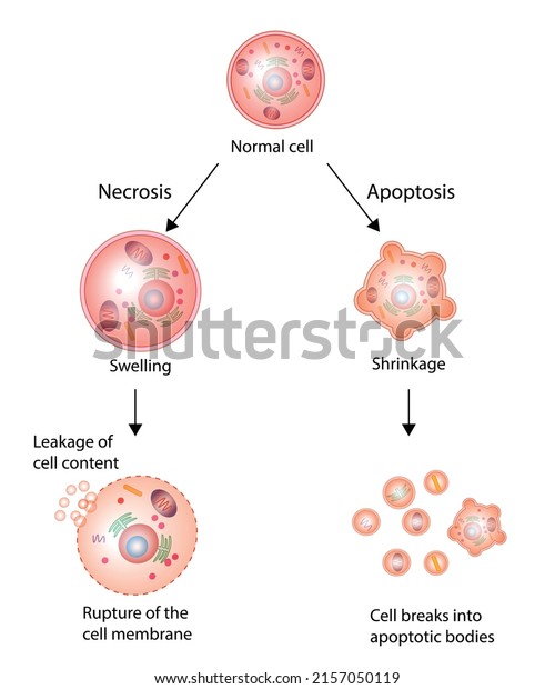 Vektor Stok Necrosis Apoptosis Normal Cell Cell Death (Tanpa Royalti) 2157050119 | Shutterstock