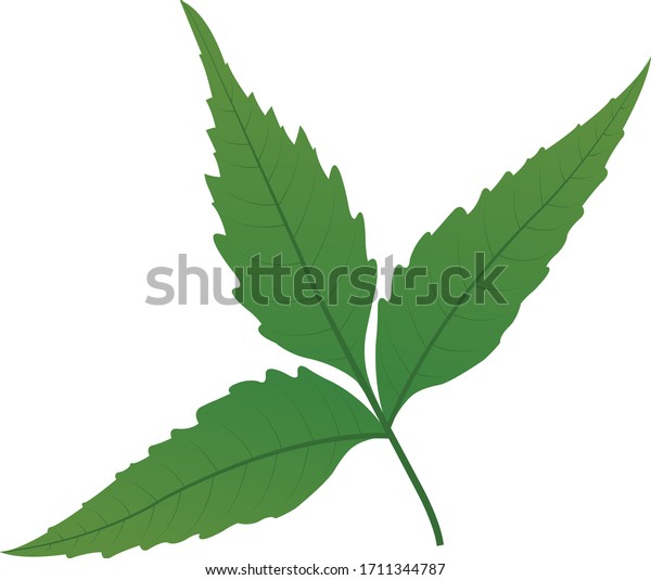 Neem Leaves Vector Sketch Medicinal Neem 库存矢量图（免版税）1711344787 ...