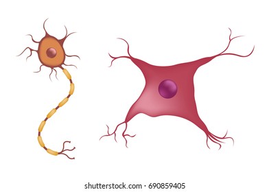 Nerve Cell Diagram Vector Illustration Stock Vector (Royalty Free ...