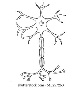 4,674 Neurons sketch Images, Stock Photos & Vectors | Shutterstock