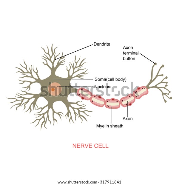 Nerve Cell Vector Stock Vector (Royalty Free) 317911841 | Shutterstock
