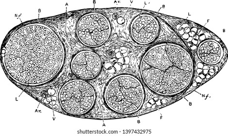 Nerve Bundle