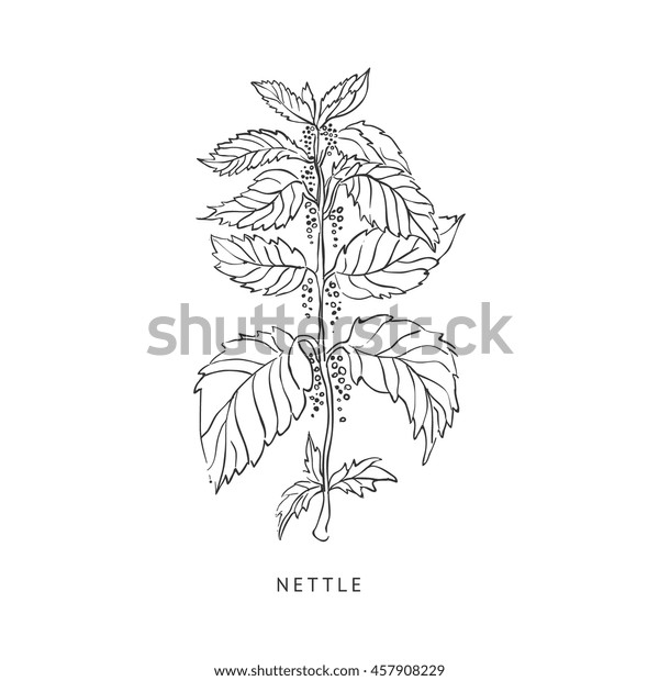 Nettle Hand Drawn Realistic Sketch Stock Vector (Royalty Free ...
