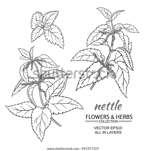 Nettle Plant Vector Set On White Stock Vector (Royalty Free) 491957107 ...