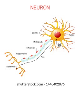 Centrosome Organelle Medical Vector Illustration Diagram: เวกเตอร์สต็อก ...